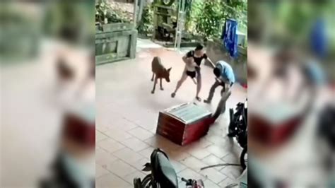 अजगर को पुचकारना पड़ा भारी एक झटके में जबड़े में जकड़ा सिर वीडियो देख घबराए लोग Man Teasing