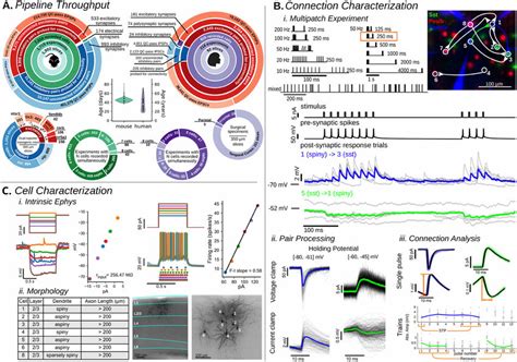 Synaptic Physiology Pipeline A Pipeline Throughput Summary Large Download Scientific Diagram