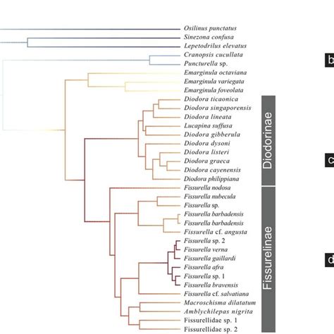 A Bamm Phylorate Plot Showing The Average Net Diversification Rates Download Scientific