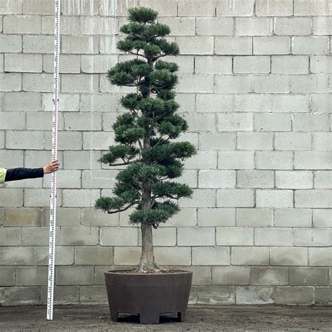 Podocarpus Macrophylla 285 Cm