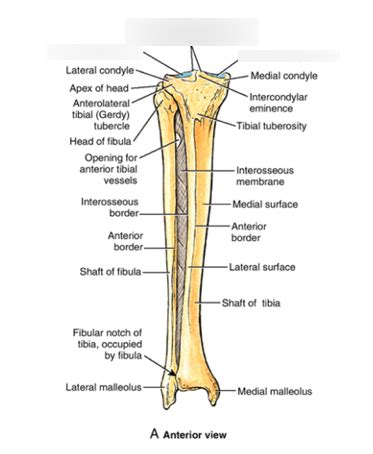 Anterior View Of Tibia And Fibula Diagram Quizlet