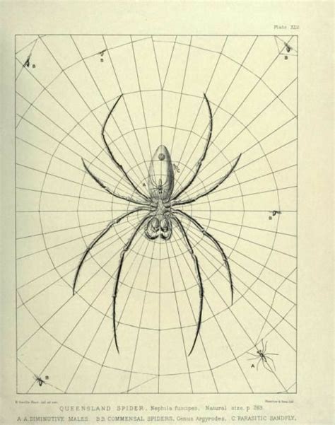 Pin By ANESA On Huh Spider Illustration Spider Art Insect Art