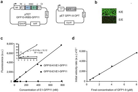 A Expression Vectors For Tripartite Split Gfp Interaction Assays In