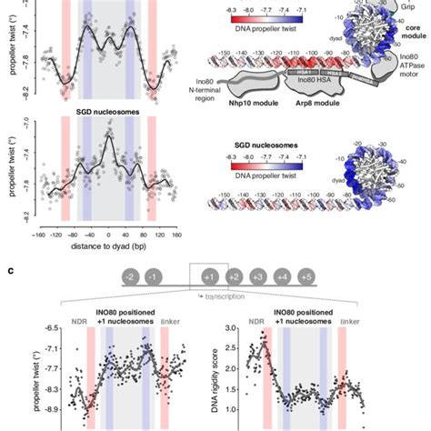 Dna Shape Readout Underlies Nucleosome Positioning By Ino80 And Sgd A