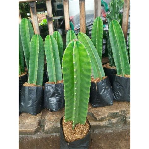 Jual Kaktus Koboi Kaktus Kobabe Kaktus Belimbing 50cm Kembang Hiasan Shopee Indonesia