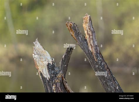 Broken Tree Stick Hi Res Stock Photography And Images Alamy