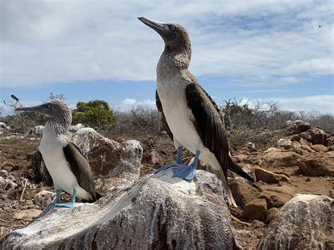 The Blue Footed Boobies North Seymour Island The Galápagos Islands