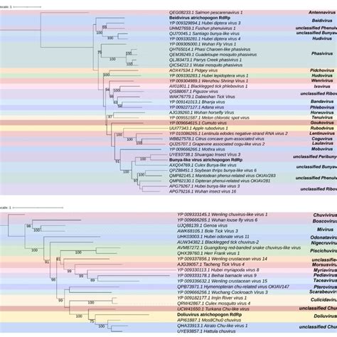 Characterization Of Viral Sequences Identified In Aphis Aurantii Download Scientific Diagram