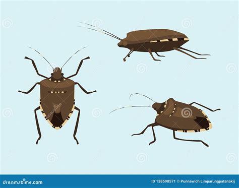 Stink Bug Stock Illustrations 104 Stink Bug Stock Illustrations