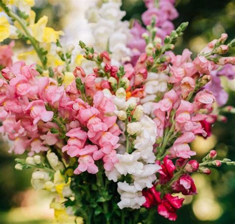 50 Rocket Mix Snapdragon Seeds Etsy