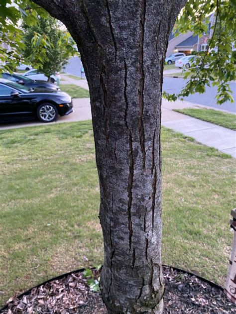 Maple Tree HELP