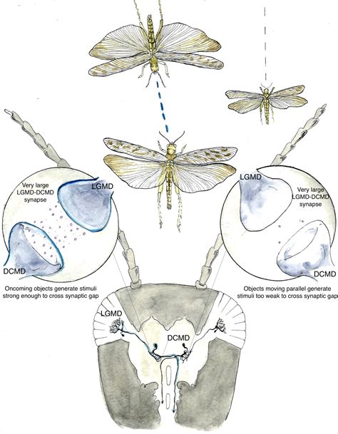 Collision Detection In A Swarm — Biological Strategy — Asknature