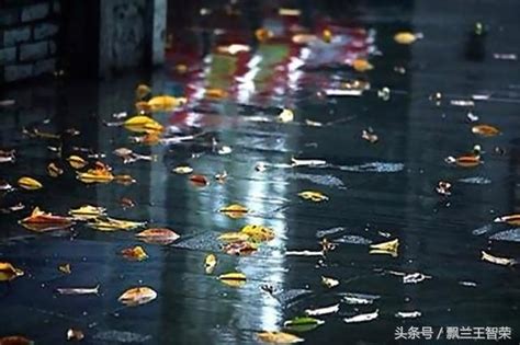 自由詩欣賞秋韻 每日頭條