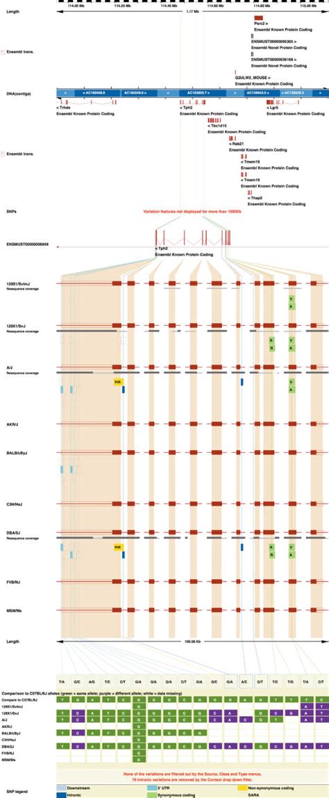 Figure Shows The Sequence Variation Across Mouse Strains For The Download Scientific Diagram