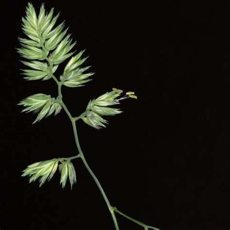 Orchard Grass Seed Head Tillering Forage Information System Oregon