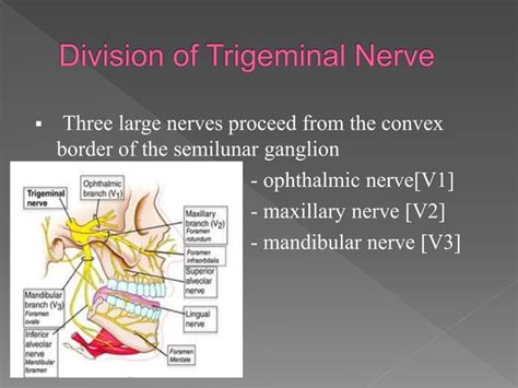 Trigeminal Nerve Ppt Pptx