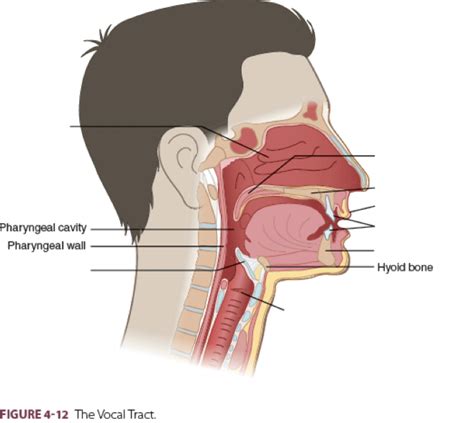 Vocal Tract Diagram Diagram Quizlet