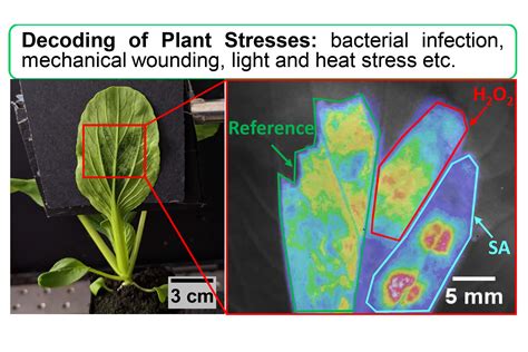 Plant Sensors Could Act As An Early Warning System For Farmers Mit News Massachusetts