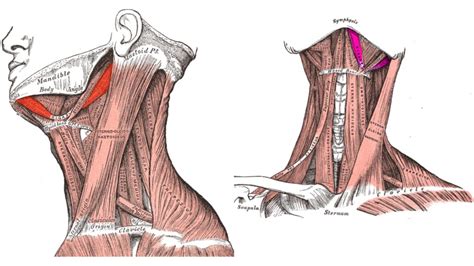 Muscle Cell Definition Structure Functions Examples Biology Notes Online