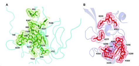 A The Pool Predicted Residues For The Sars Cov 2 Nucleocapsid Protein Download Scientific