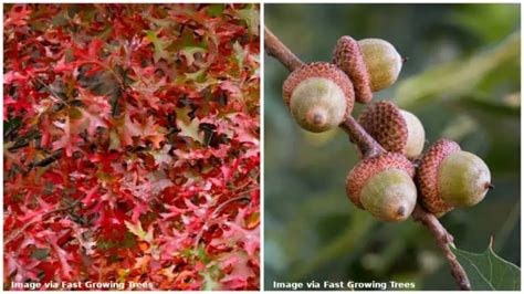 36 Different Types Of Oak Trees Their Identifying Features