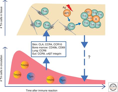 Homeostasis And Durability Of T Cell MemoryThe Resting And The Restless T Cell Memory