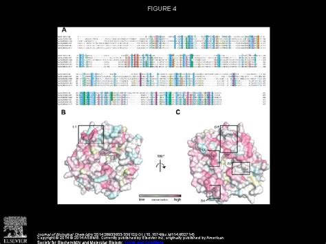 Structural Identification Of The Vps 18 Propeller Reveals