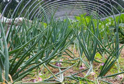 中医农业洋葱如何施肥洋葱种植方法及播种时间 知乎