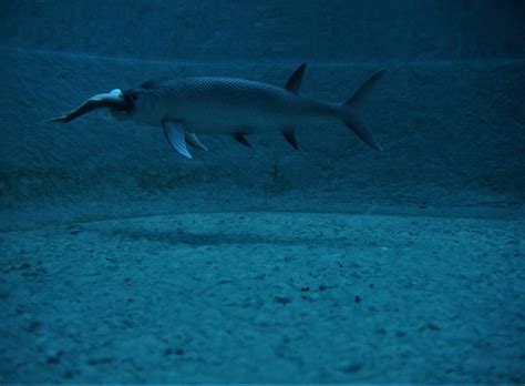 Xiphactinus By Zoome3 On Deviantart