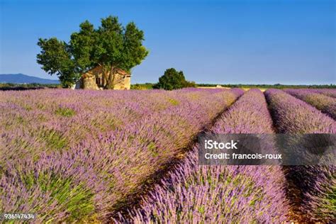 여름에 나무와 돌 하우스 Valensole에 라벤더 필드 알프 드 오 트 프로방스 프랑스 0명에 대한 스톡 사진 및 기타 이미지