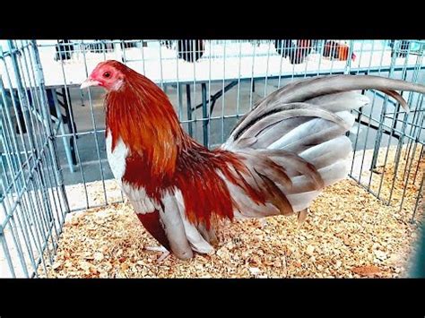 Kikirikís Gallos Miniatura Aztecas 2024 Youtube