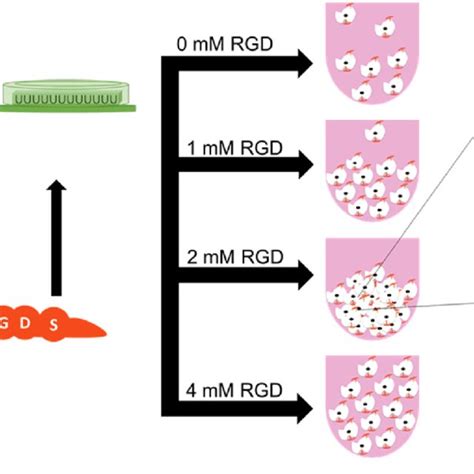 Schematic Diagram Of Sfm Fabrication Download Scientific Diagram