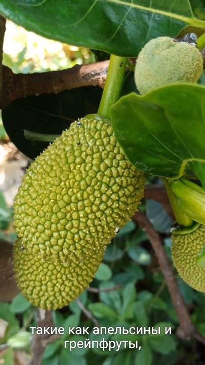 Какие фрукты помогут вам держать себя в форме Youtube