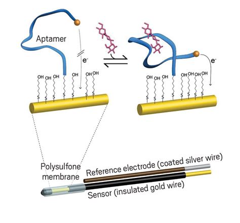 Aptamer Based Sensors Could Measure Drug Levels In Real Time