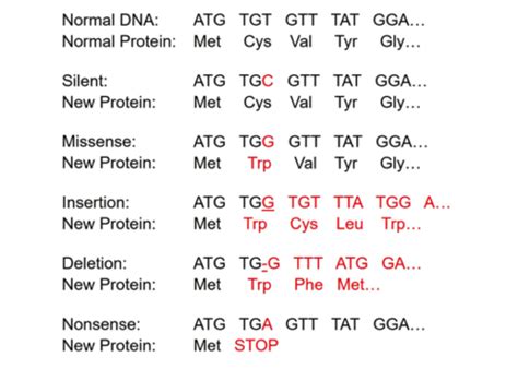 35 Generating Genetic Diversity Flashcards Quizlet