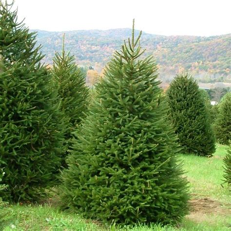 Picea Abies Norway Spruce The Plant Store Nz