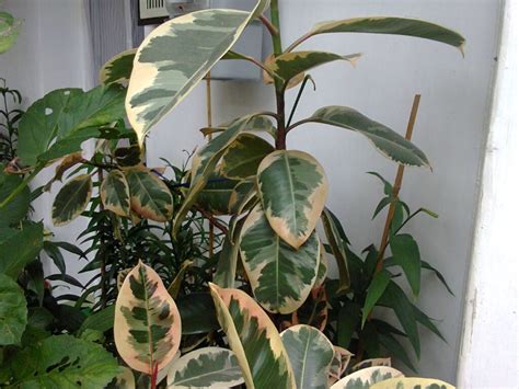 Ficus Elastica Complete Guide To Care Problems And Maintenance
