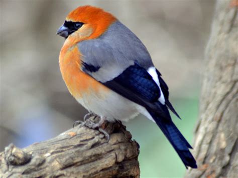 Red Headed Bullfinch Ebird