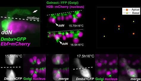 Intracellular Polarity Dynamics In DdNs During Contralateral Axon Download Scientific Diagram