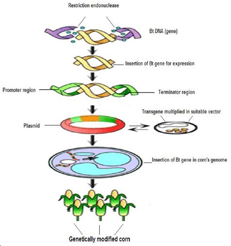 General Schematic Diagram Showing Genetically Modified Gm Crop Download Scientific Diagram