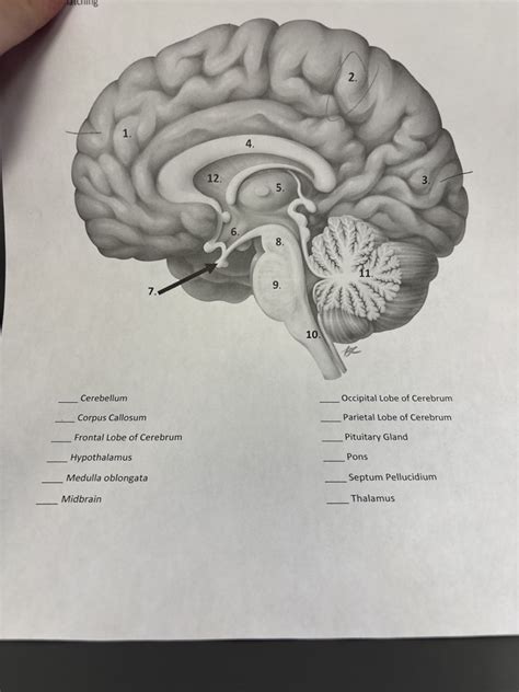 Lab 21 Diagram Quizlet