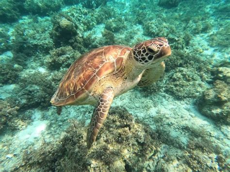보홀 투어 발리카삭 아일랜드 호핑투어 현지 가격 및 후기 바다거북과 수영하기 돌고래 와칭 버진 아일랜드 네이버 블로그