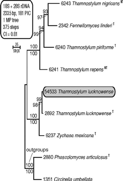 Maximum Parsimony MP Bootstrap Consensus Phylogram Showing Download Scientific Diagram