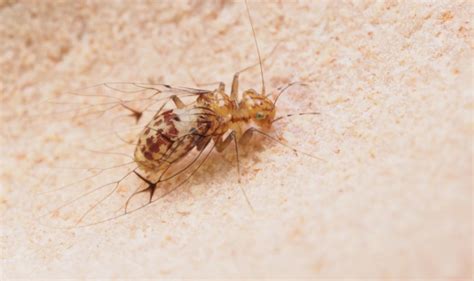 Switching It Up How Sex Role Reversed Insects Store More Semen Asian Scientist Magazine