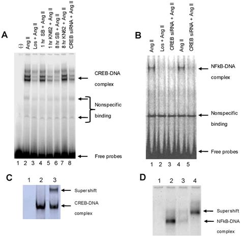 Ang Ii Stimulates Creb And Nf Kb Binding To Dna A Creb Dna Binding Download Scientific