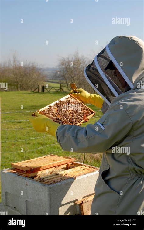 Hive Inspection Hi Res Stock Photography And Images Alamy