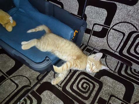 Sleep Exe Doesnt Work Properly Roneorangebraincell