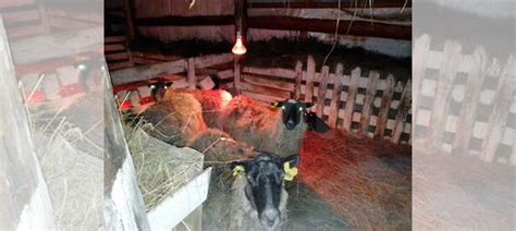 Овцы романовской породы купить в Калязине Животные и зоотовары Авито