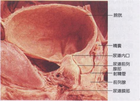 前列腺的形态和毗邻 钟世镇现代临床解剖学 医学