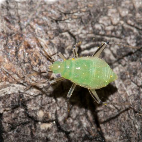 Small Greenish Bug Bugguidenet